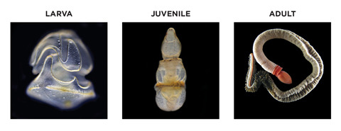 The Fascinating Life of the Acorn Worm | STANFORD magazine