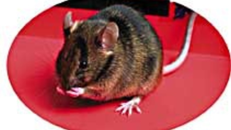 What You Don't Know About Lab Mice | STANFORD magazine